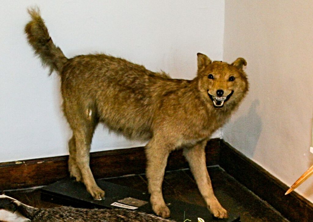 Schoot koning Leopold I de laatste wolf van België?